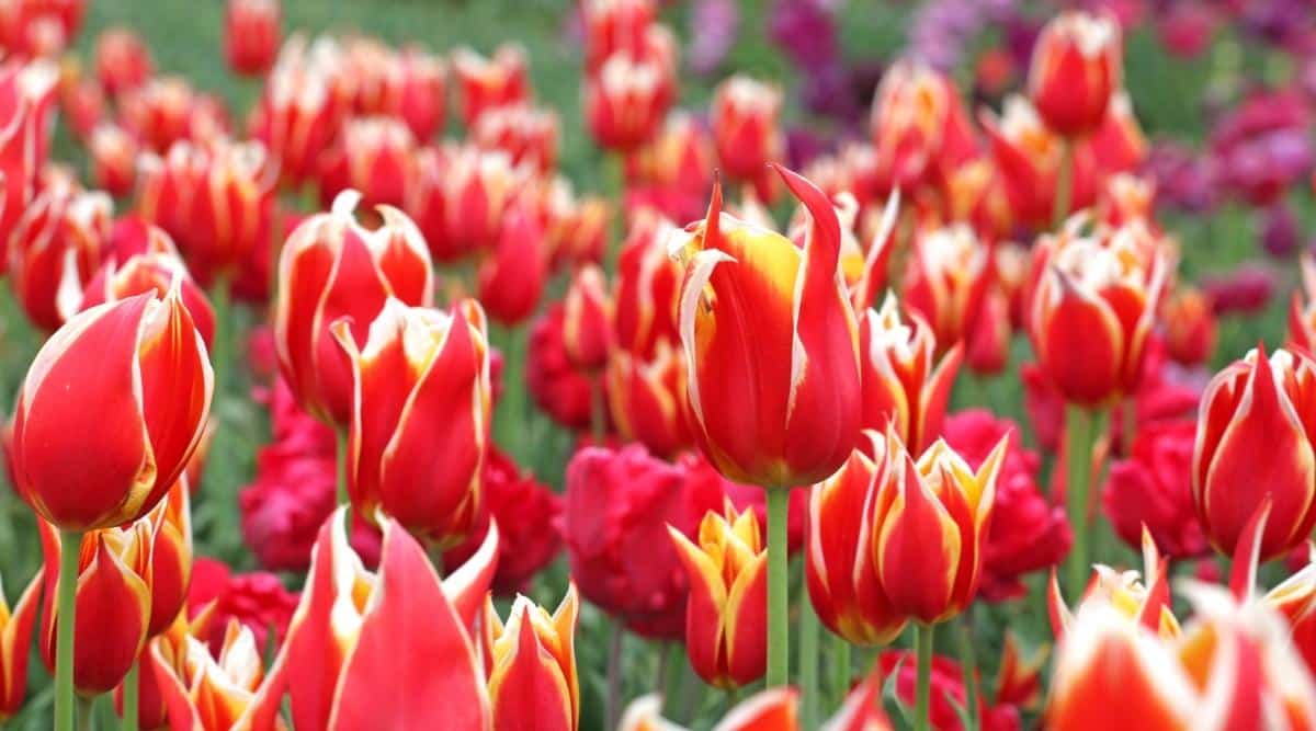 47 Different Types of Tulip Varieties For Your Flowerbeds