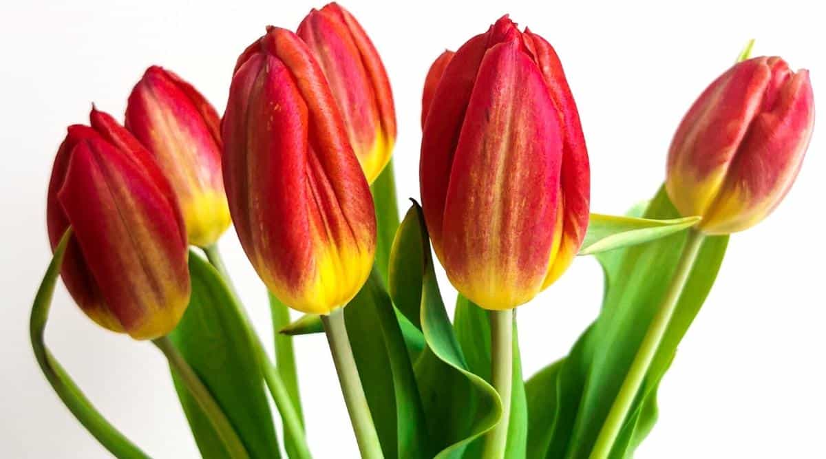 27 Red Tulip Varieties That Will Brighten Your Flowerbeds
