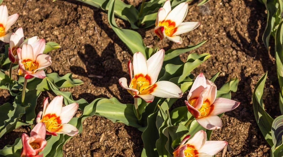 47 Different Types of Tulip Varieties For Your Flowerbeds