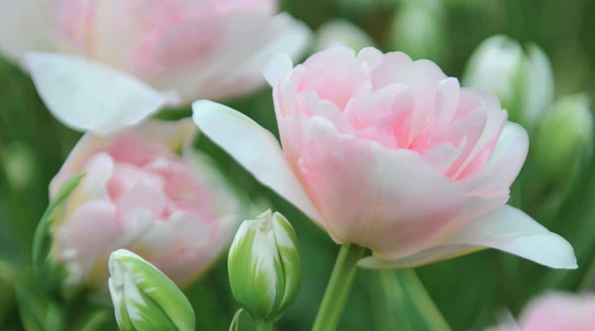 47 Different Types of Tulip Varieties For Your Flowerbeds
