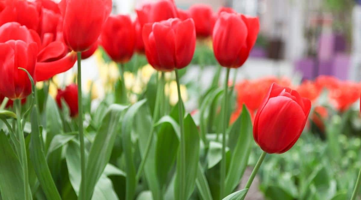 47 Different Types of Tulip Varieties For Your Flowerbeds