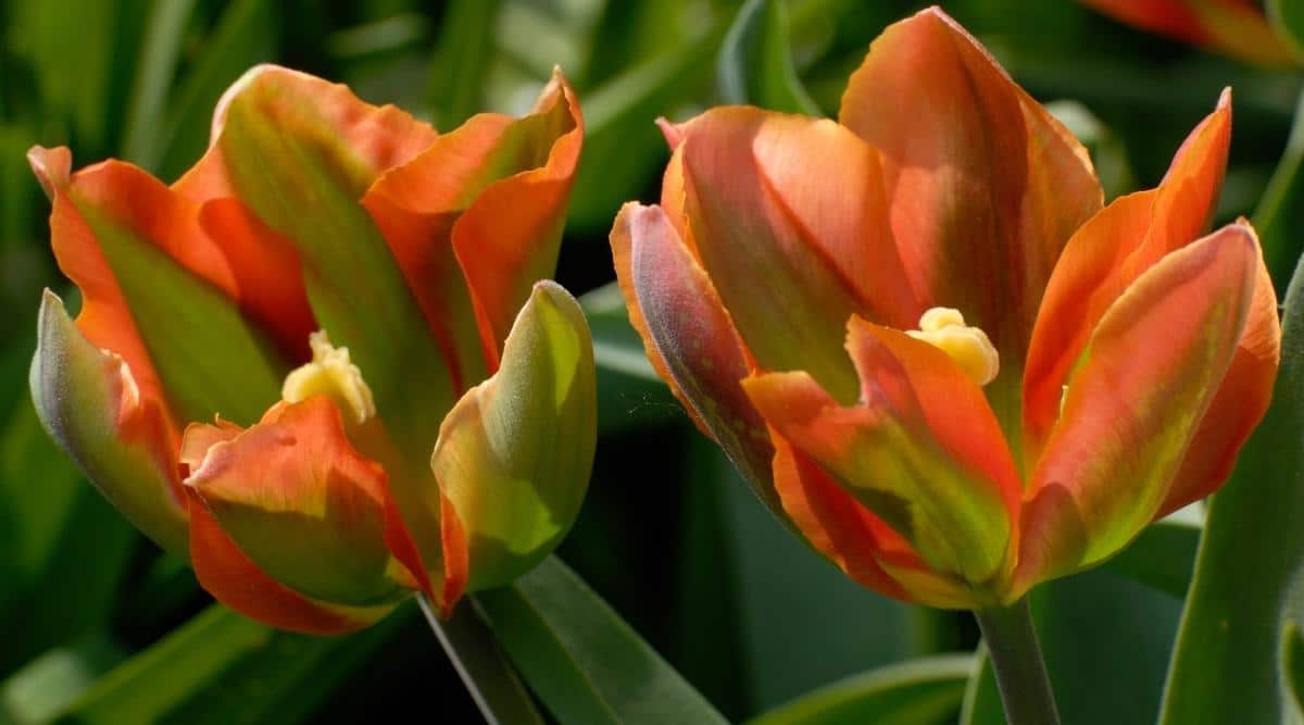 47 Different Types of Tulip Varieties For Your Flowerbeds