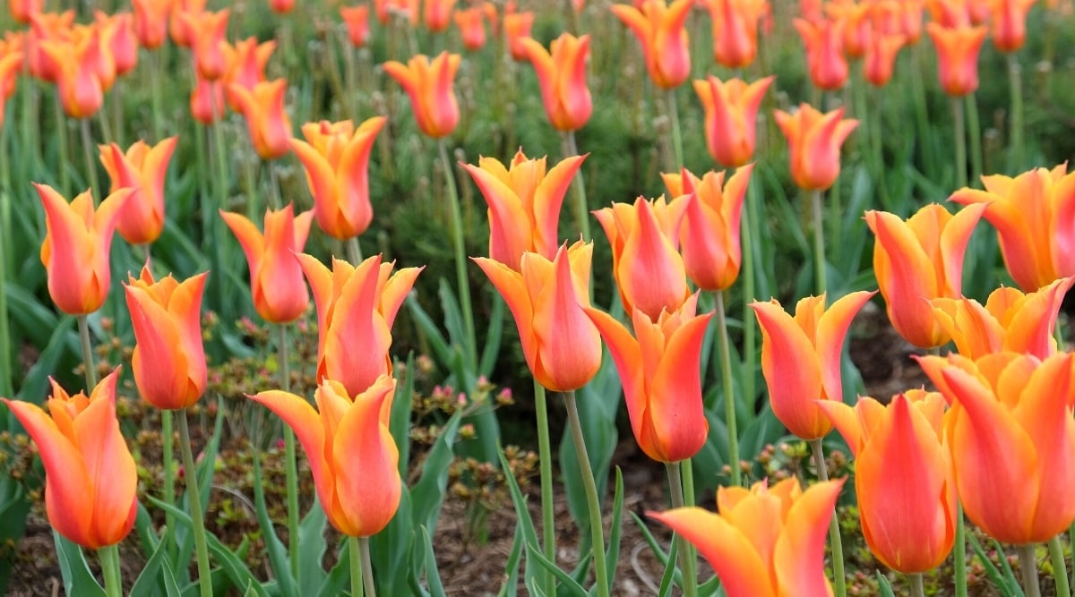 15 Orange Tulip Varieties For Vibrant Garden Color