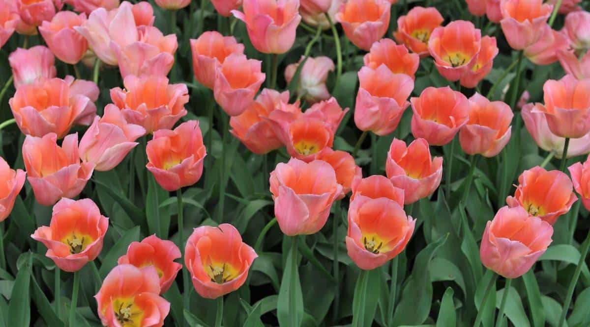 47 Different Types of Tulip Varieties For Your Flowerbeds