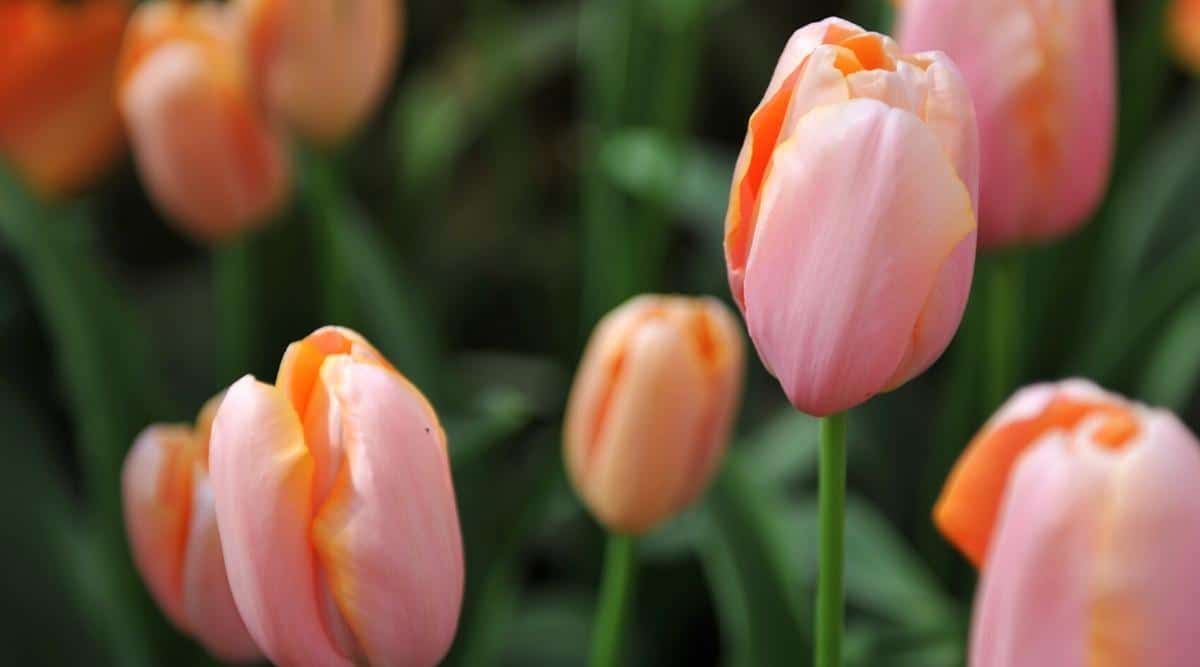 47 Different Types of Tulip Varieties For Your Flowerbeds