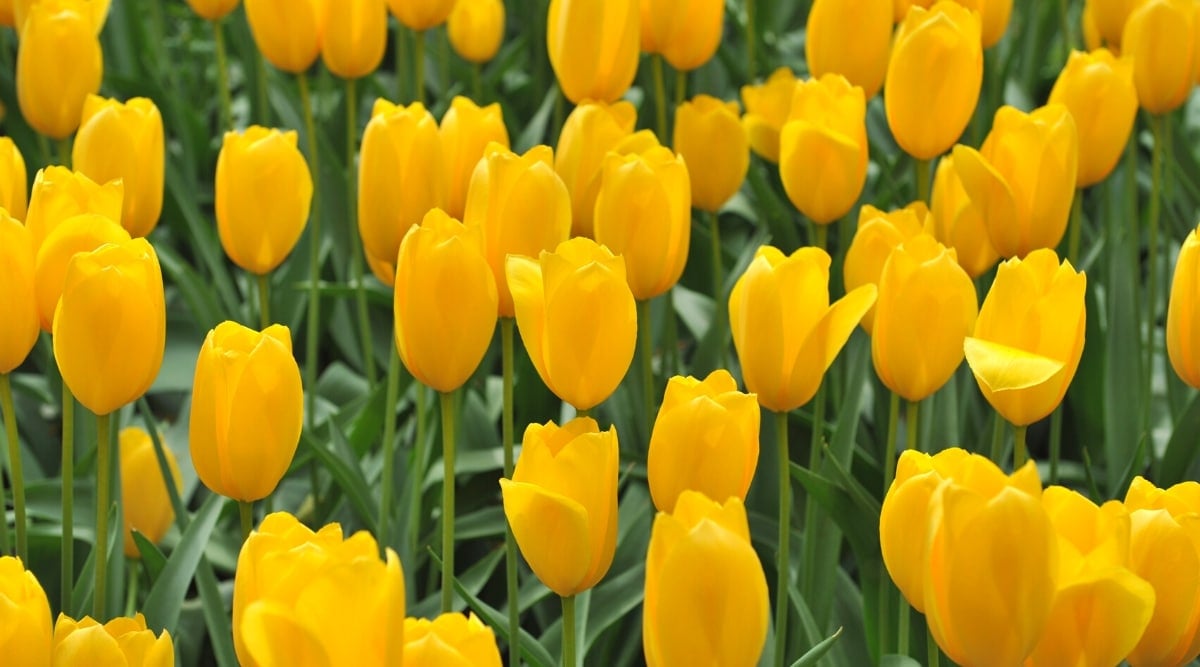 20 Different Yellow Tulip Varieties to Brighten Your Flowerbeds