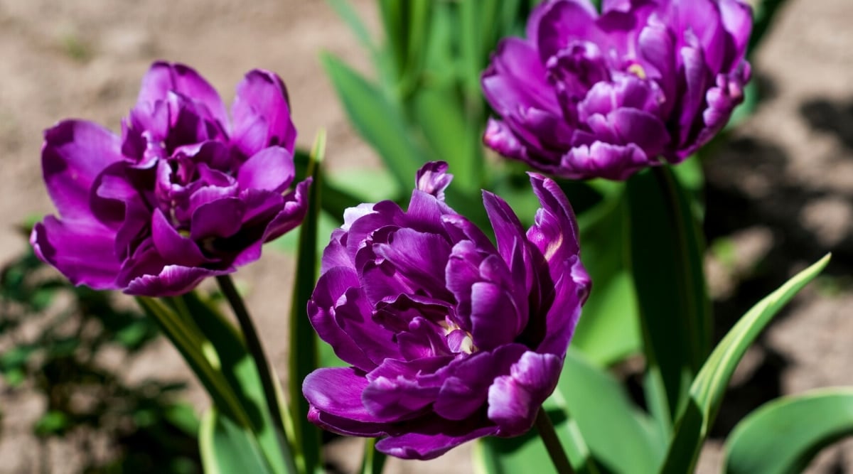 15 Purple Tulip Varieties For Your Flowerbeds