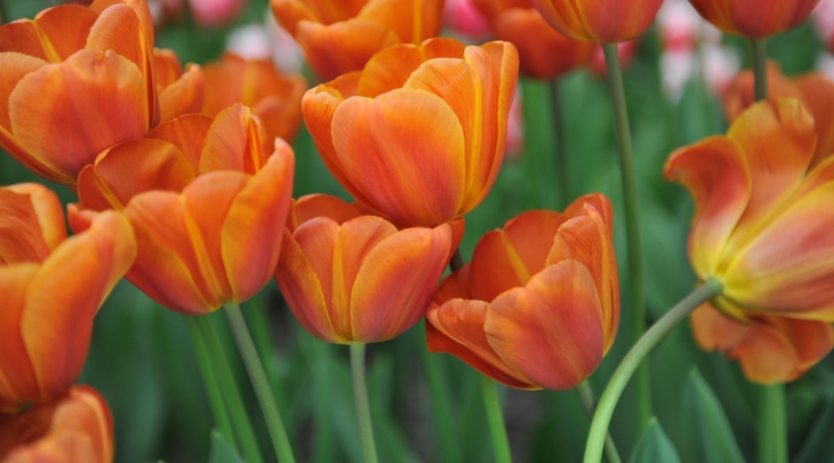 15 Orange Tulip Varieties For Vibrant Garden Color