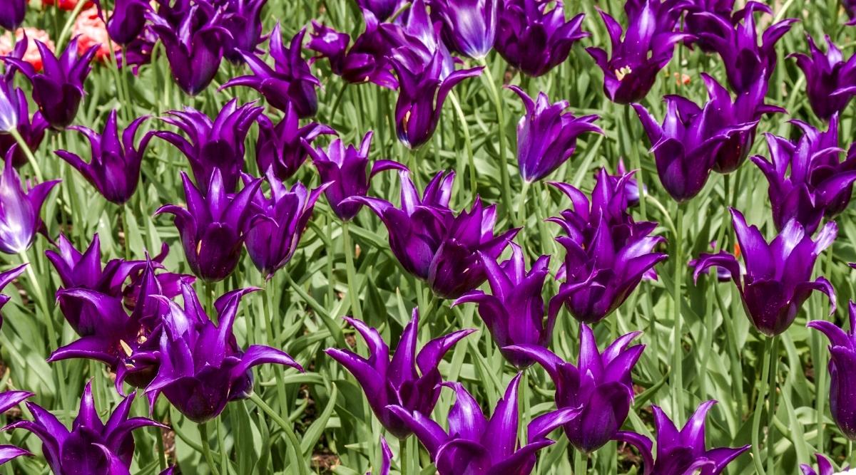47 Different Types of Tulip Varieties For Your Flowerbeds