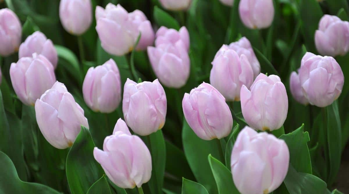 47 Different Types of Tulip Varieties For Your Flowerbeds