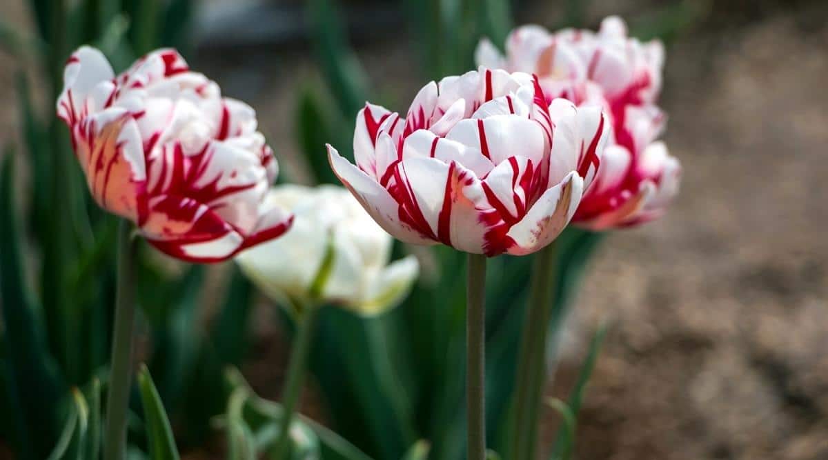 47 Different Types of Tulip Varieties For Your Flowerbeds
