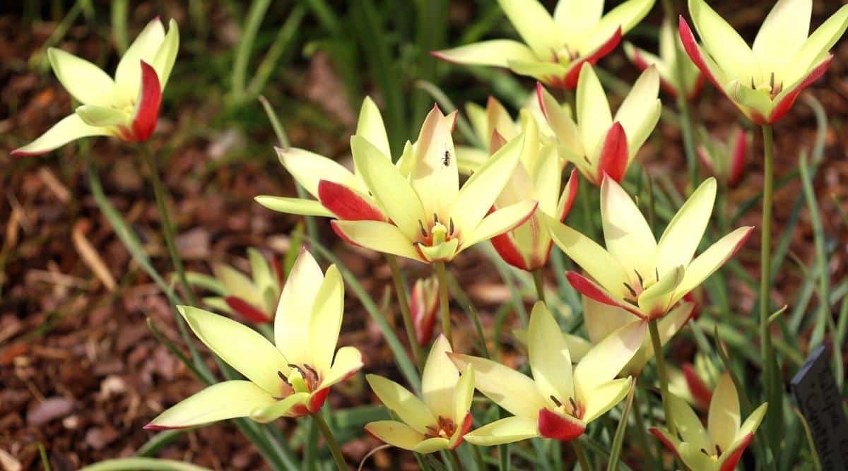 47 Different Types of Tulip Varieties For Your Flowerbeds