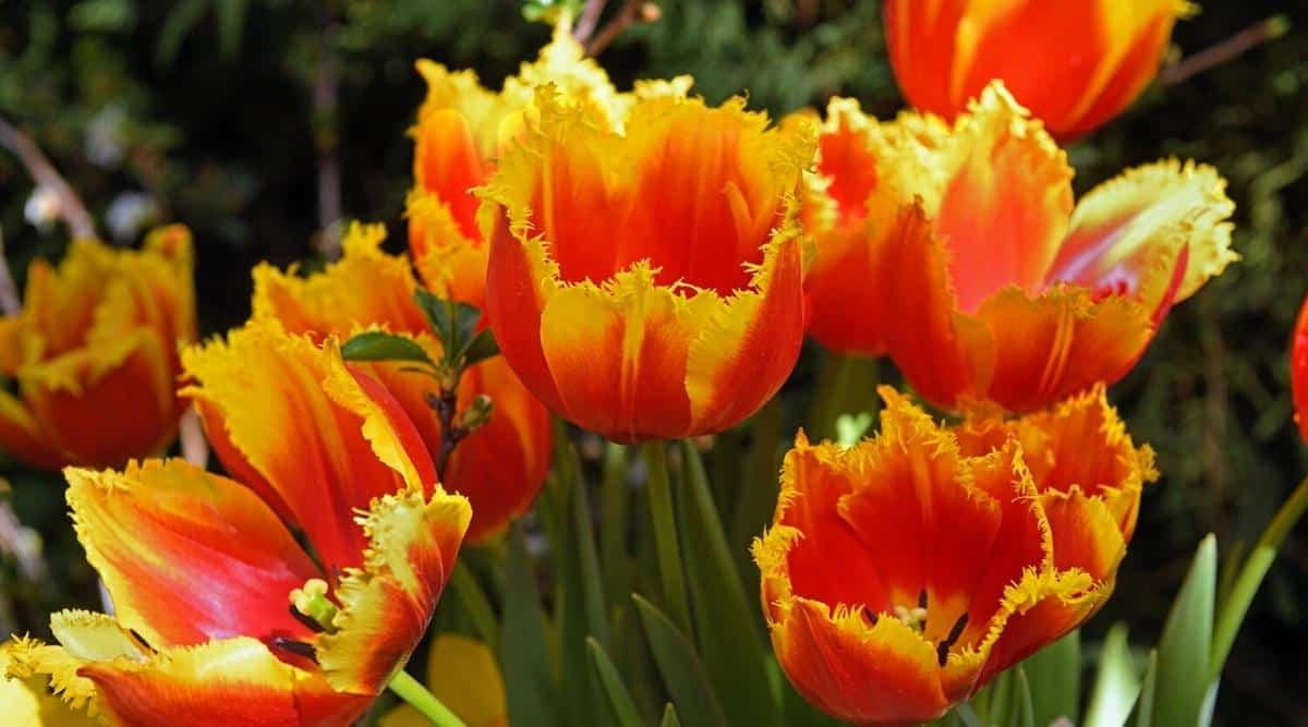 47 Different Types of Tulip Varieties For Your Flowerbeds