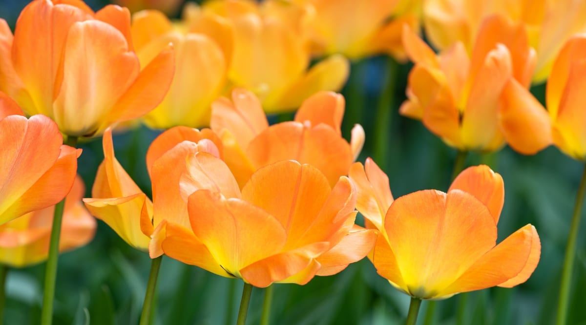 15 Orange Tulip Varieties For Vibrant Garden Color