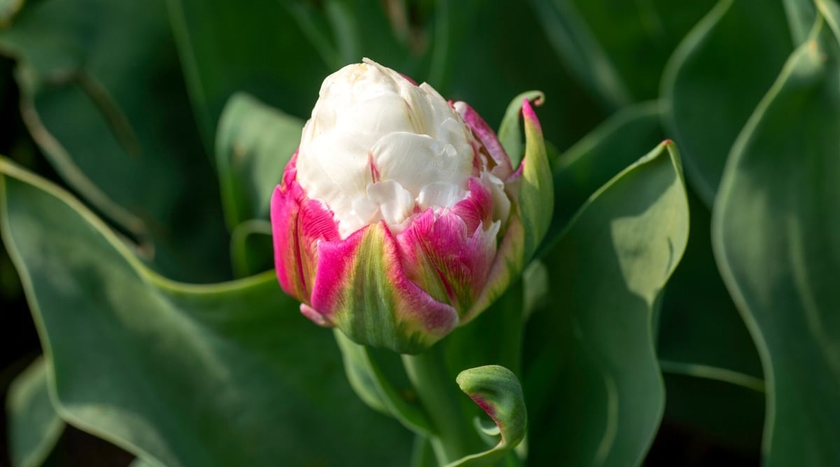 Tulip Colors: What Colors Do Tulip Flowers Bloom?