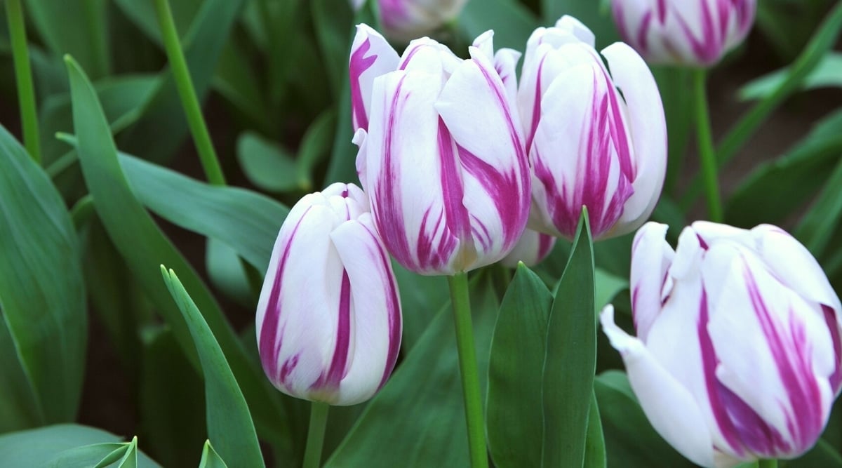 15 Purple Tulip Varieties For Your Flowerbeds