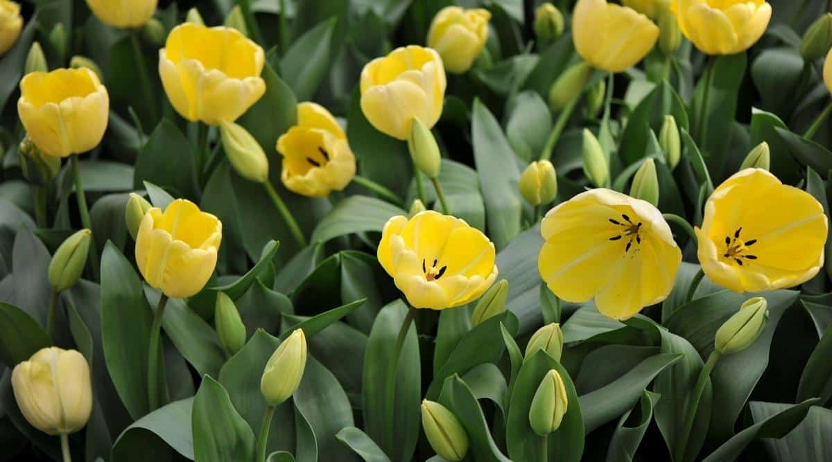 47 Different Types of Tulip Varieties For Your Flowerbeds