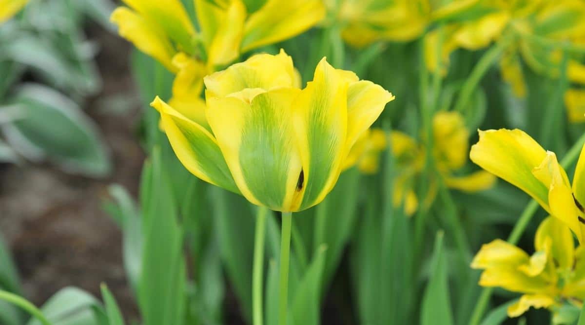 47 Different Types of Tulip Varieties For Your Flowerbeds
