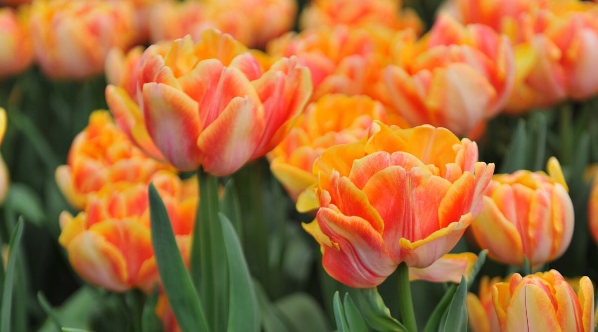 15 Orange Tulip Varieties For Vibrant Garden Color