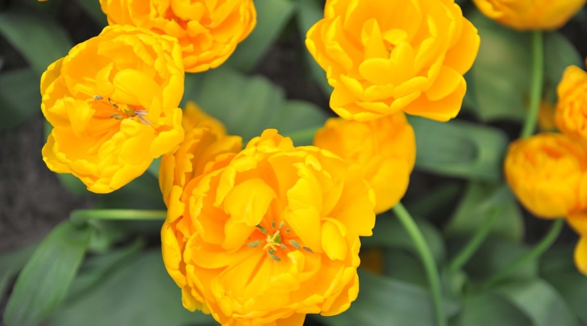 20 Different Yellow Tulip Varieties to Brighten Your Flowerbeds