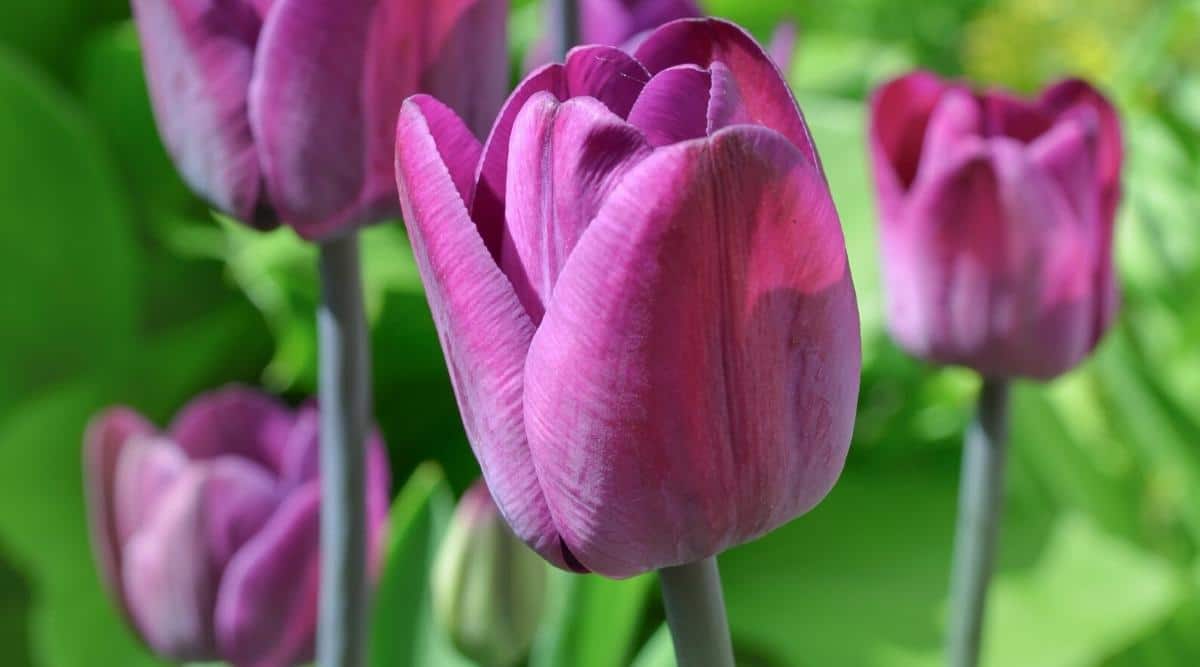 47 Different Types of Tulip Varieties For Your Flowerbeds