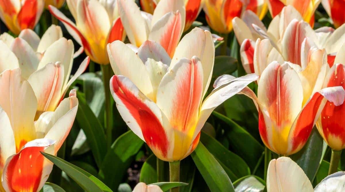 47 Different Types of Tulip Varieties For Your Flowerbeds