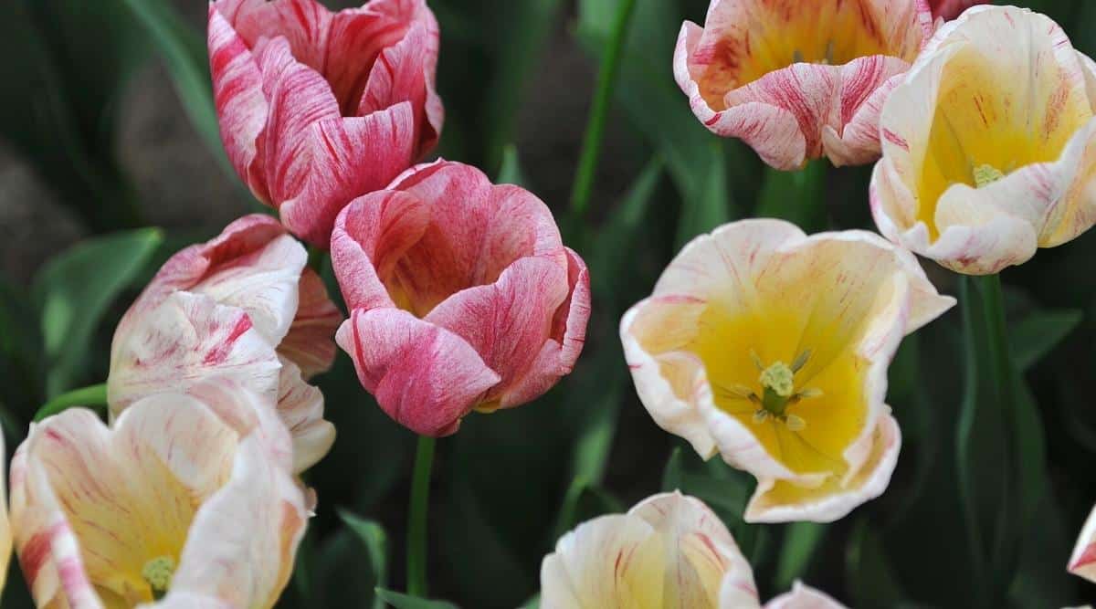 47 Different Types of Tulip Varieties For Your Flowerbeds