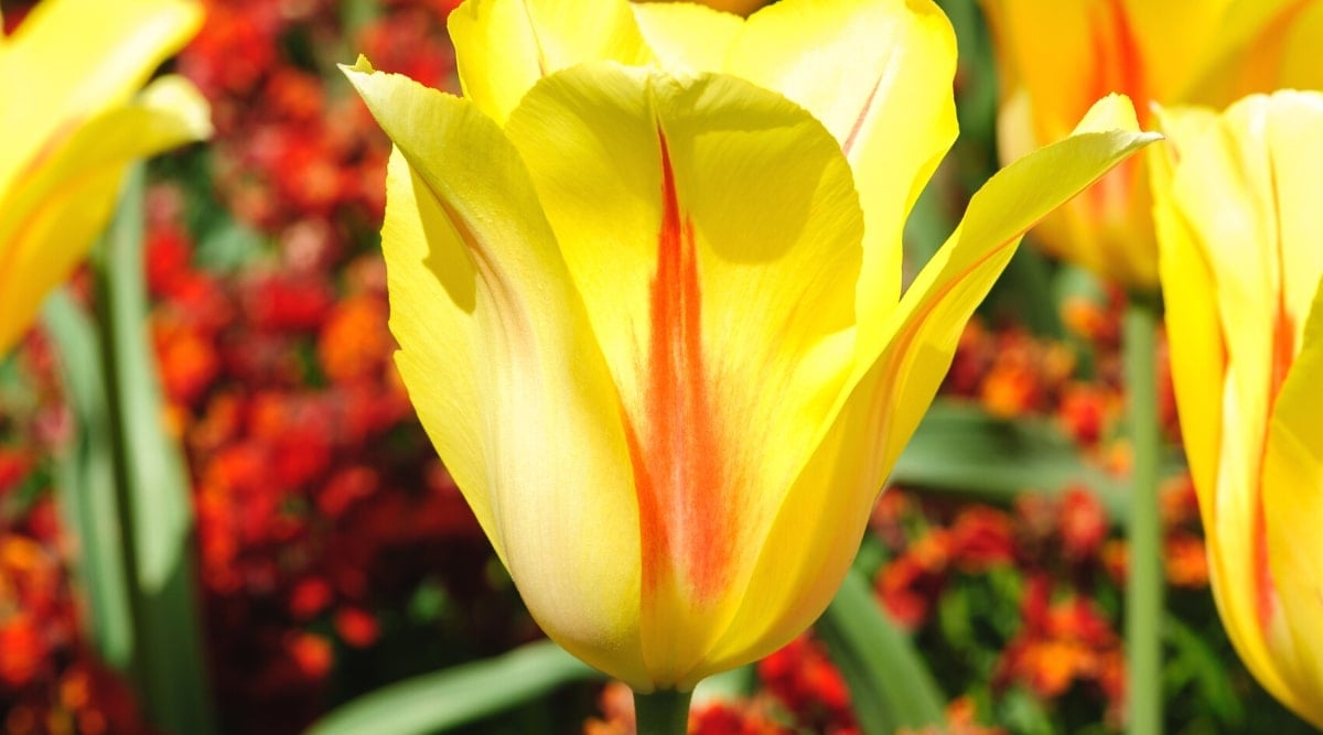 20 Different Yellow Tulip Varieties to Brighten Your Flowerbeds