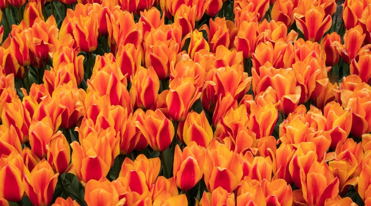 15 Orange Tulip Varieties For Vibrant Garden Color