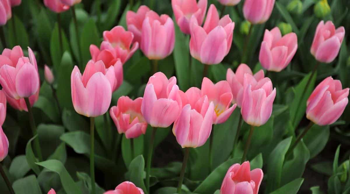 15 Purple Tulip Varieties For Your Flowerbeds