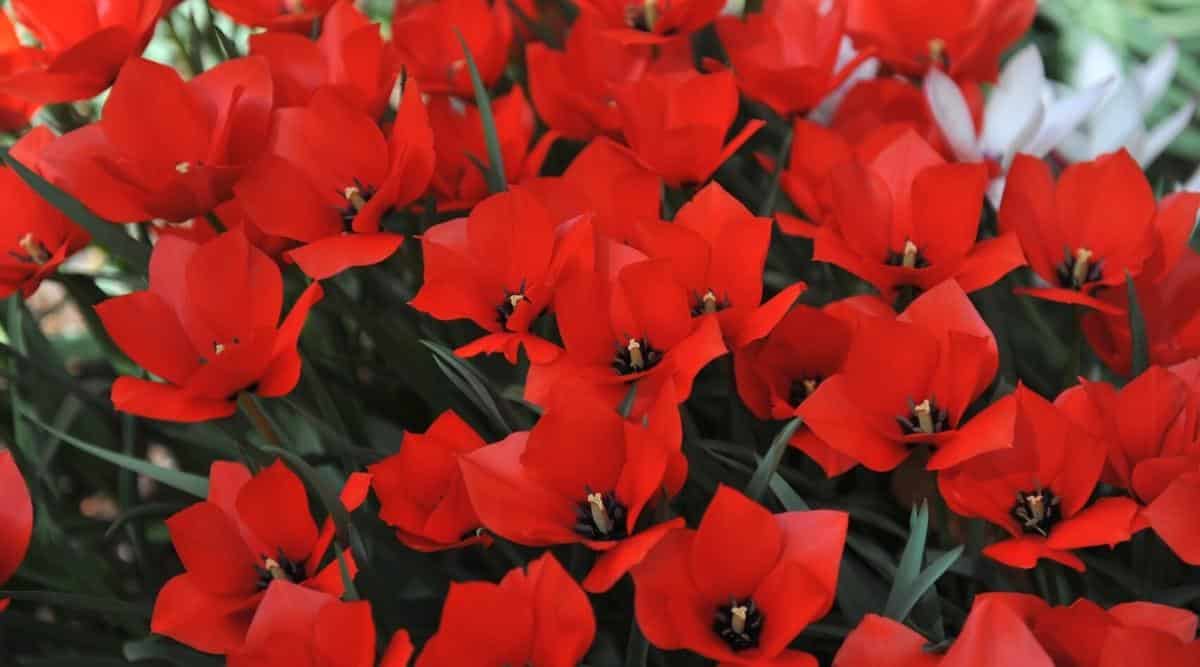 27 Red Tulip Varieties That Will Brighten Your Flowerbeds