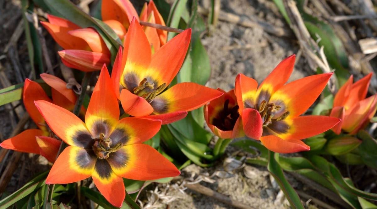 15 Orange Tulip Varieties For Vibrant Garden Color