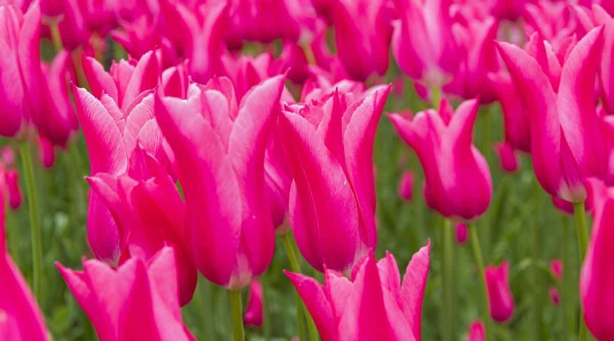 47 Different Types of Tulip Varieties For Your Flowerbeds