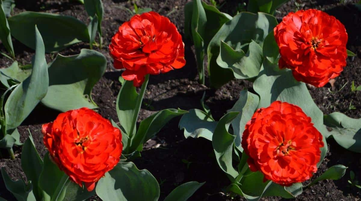 47 Different Types of Tulip Varieties For Your Flowerbeds