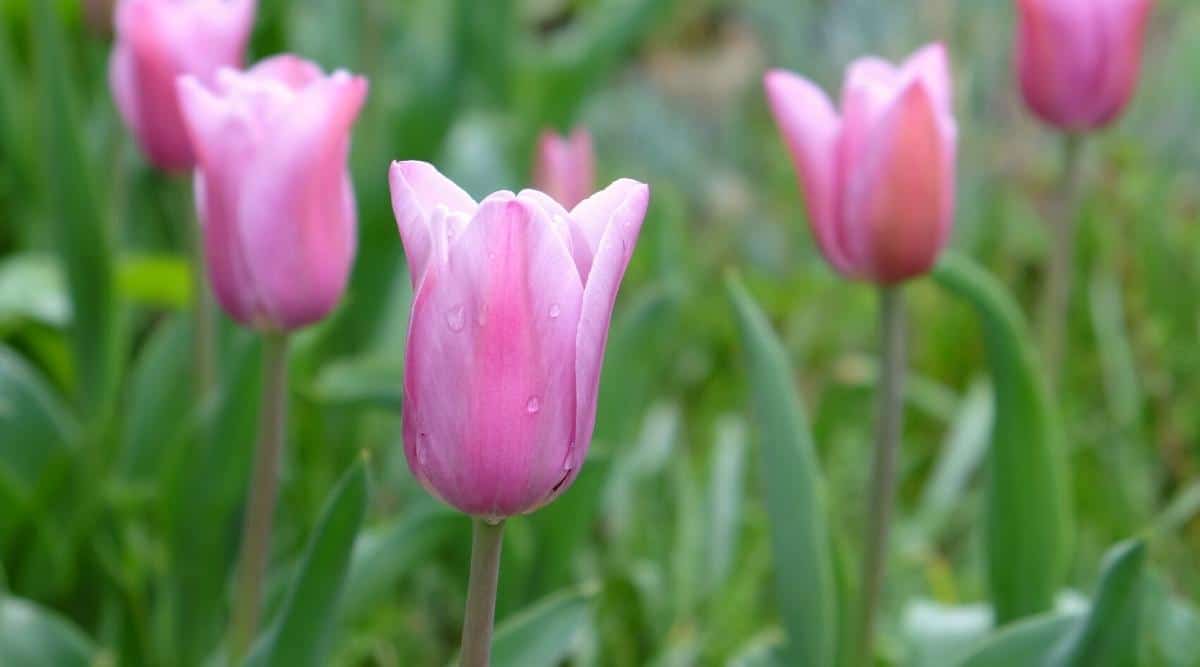 47 Different Types of Tulip Varieties For Your Flowerbeds
