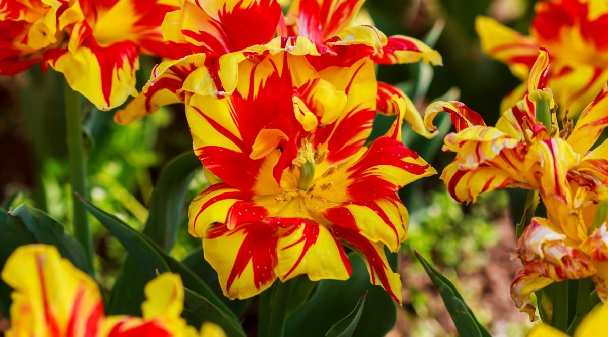 Tulip Colors: What Colors Do Tulip Flowers Bloom?