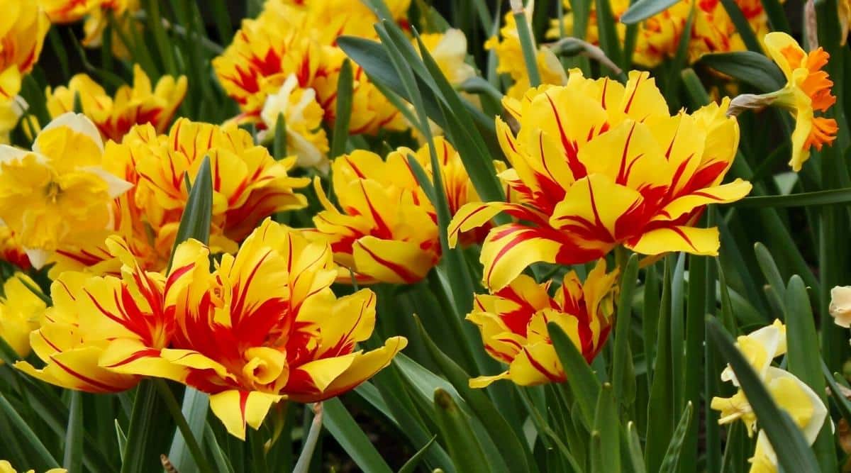 47 Different Types of Tulip Varieties For Your Flowerbeds