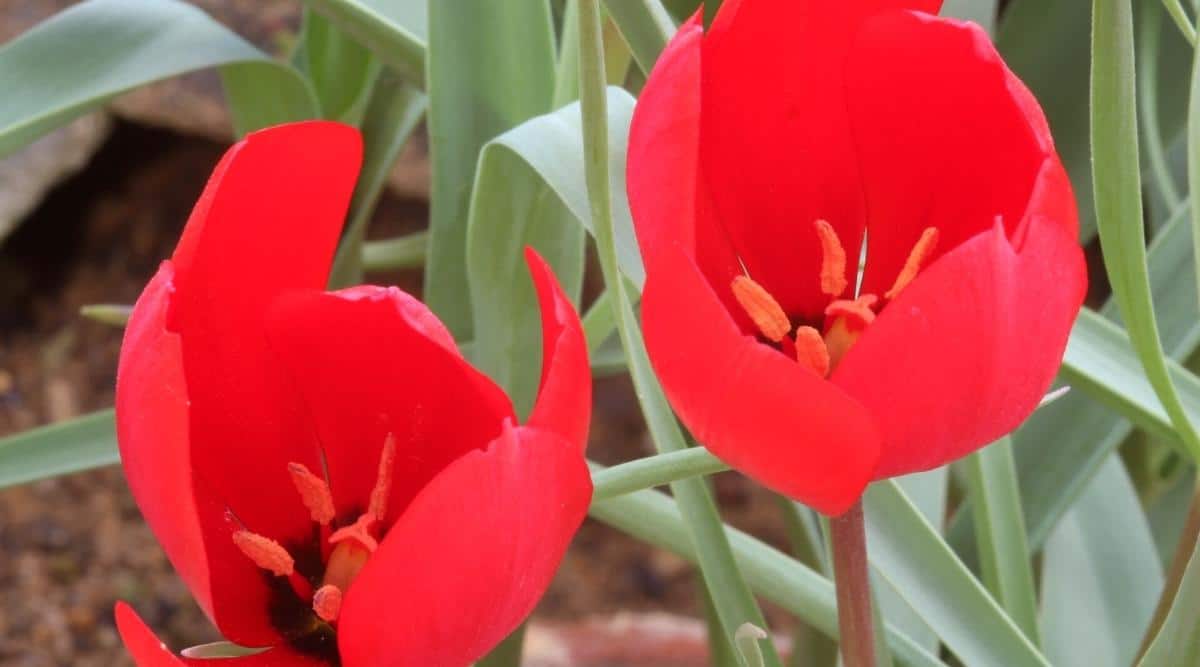 27 Red Tulip Varieties That Will Brighten Your Flowerbeds