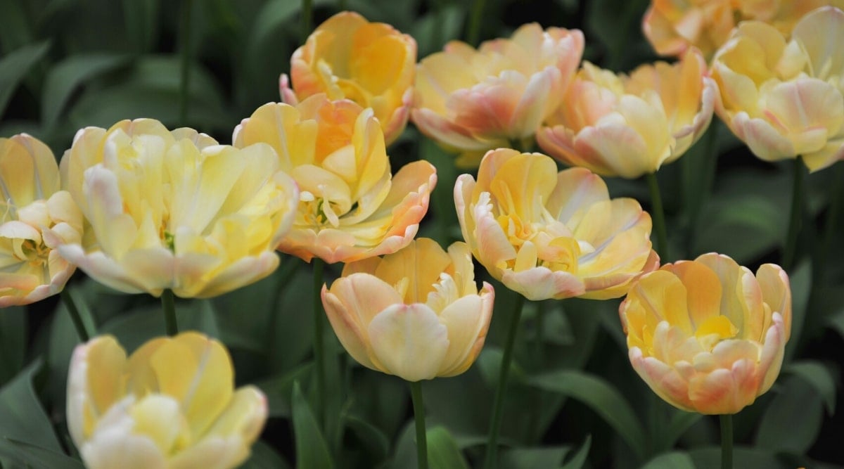 20 Different Yellow Tulip Varieties to Brighten Your Flowerbeds