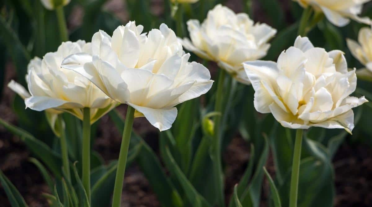47 Different Types of Tulip Varieties For Your Flowerbeds