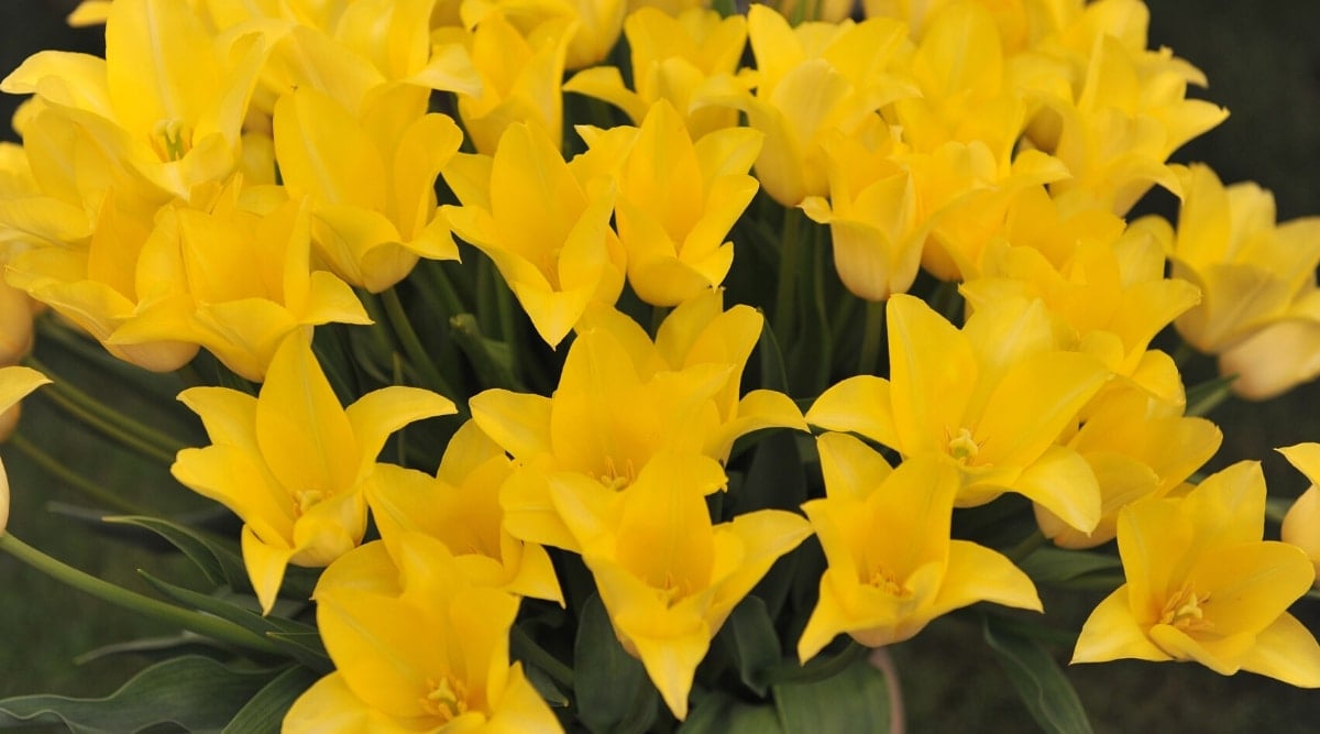 20 Different Yellow Tulip Varieties to Brighten Your Flowerbeds