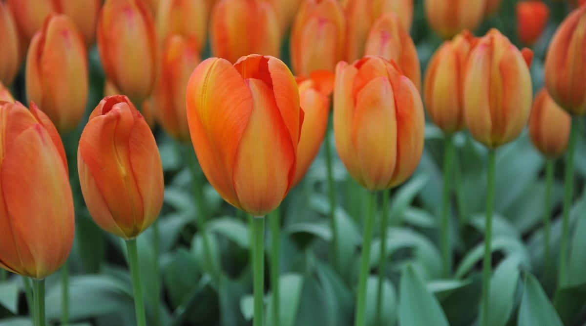 15 Orange Tulip Varieties For Vibrant Garden Color