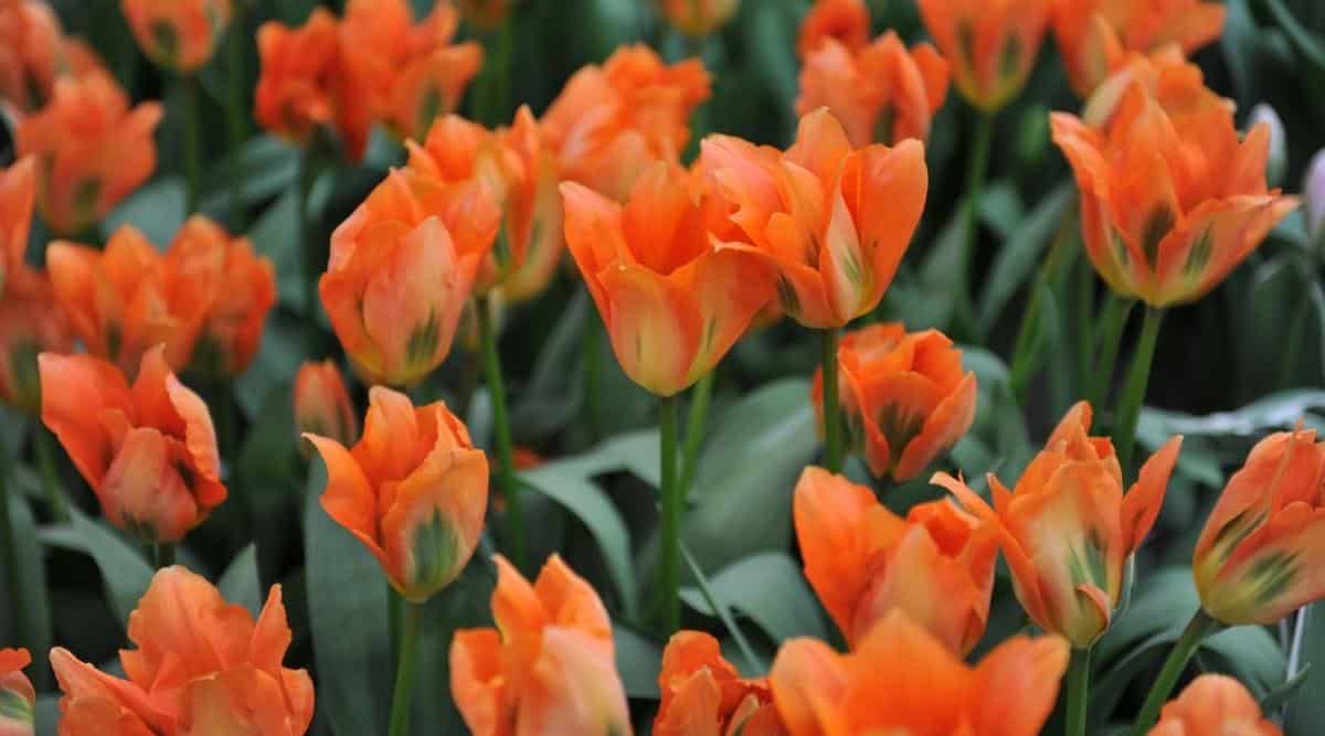 47 Different Types of Tulip Varieties For Your Flowerbeds
