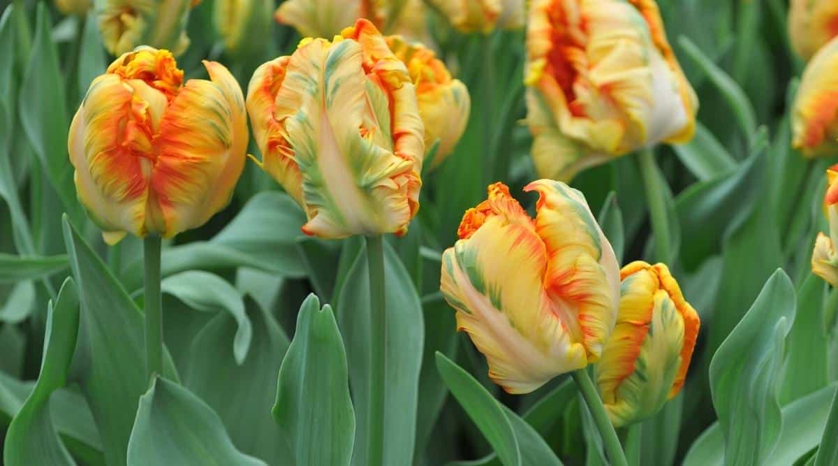 Tulip Colors: What Colors Do Tulip Flowers Bloom?