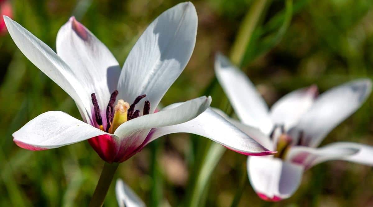 27 Red Tulip Varieties That Will Brighten Your Flowerbeds