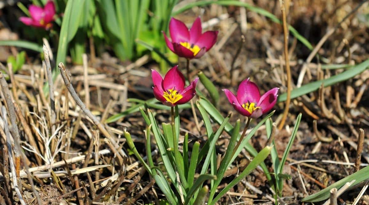47 Different Types of Tulip Varieties For Your Flowerbeds