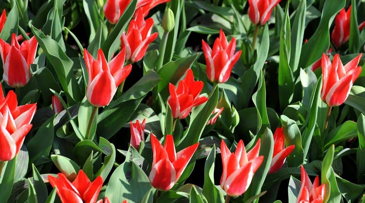 47 Different Types of Tulip Varieties For Your Flowerbeds
