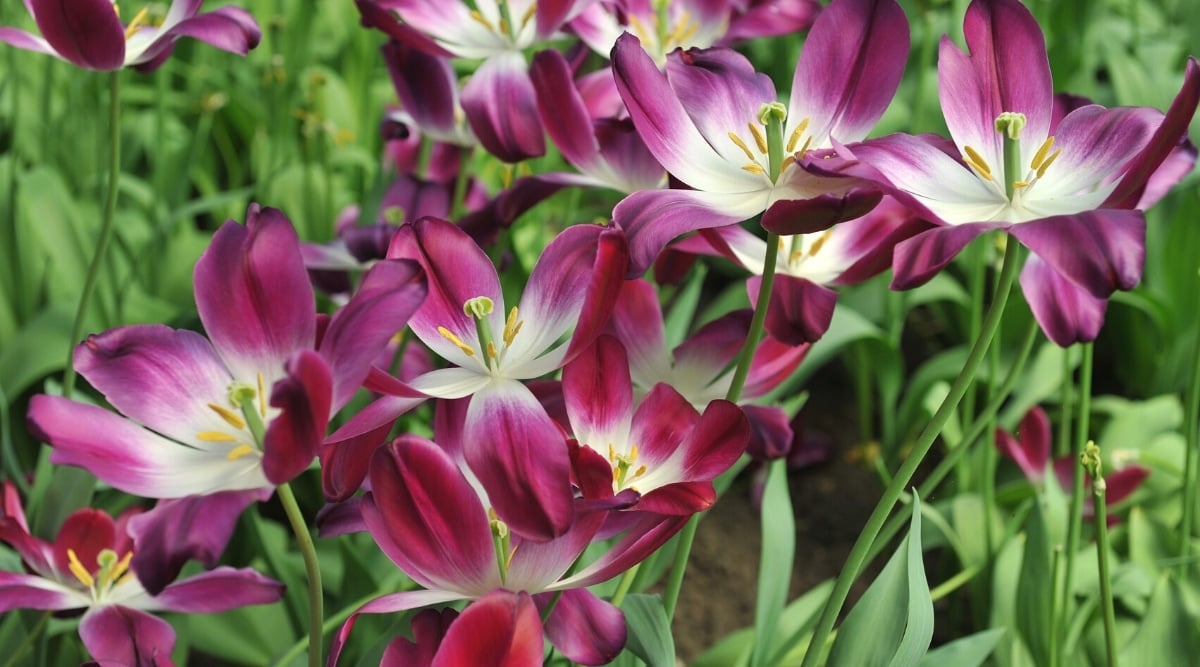 15 Purple Tulip Varieties For Your Flowerbeds