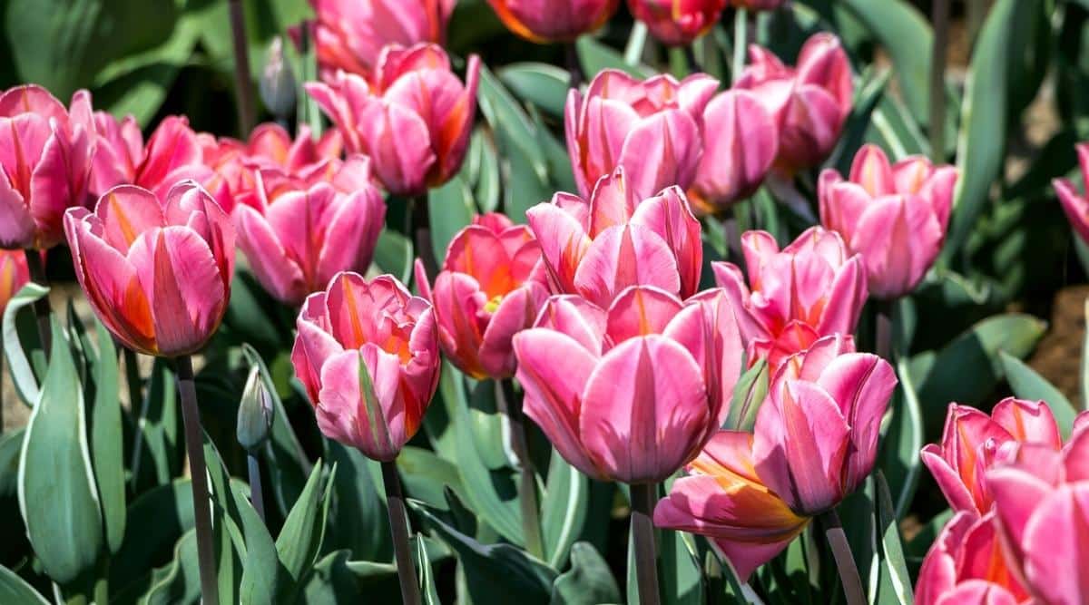 47 Different Types of Tulip Varieties For Your Flowerbeds