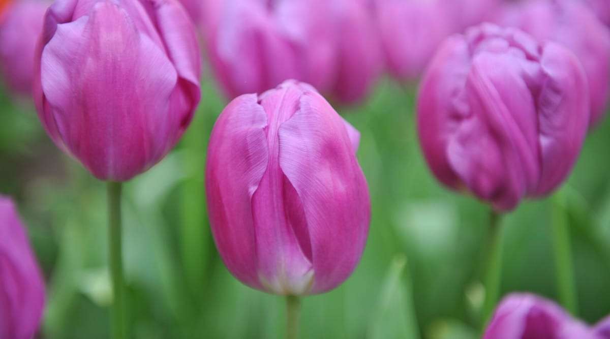 Tulip Colors: What Colors Do Tulip Flowers Bloom?